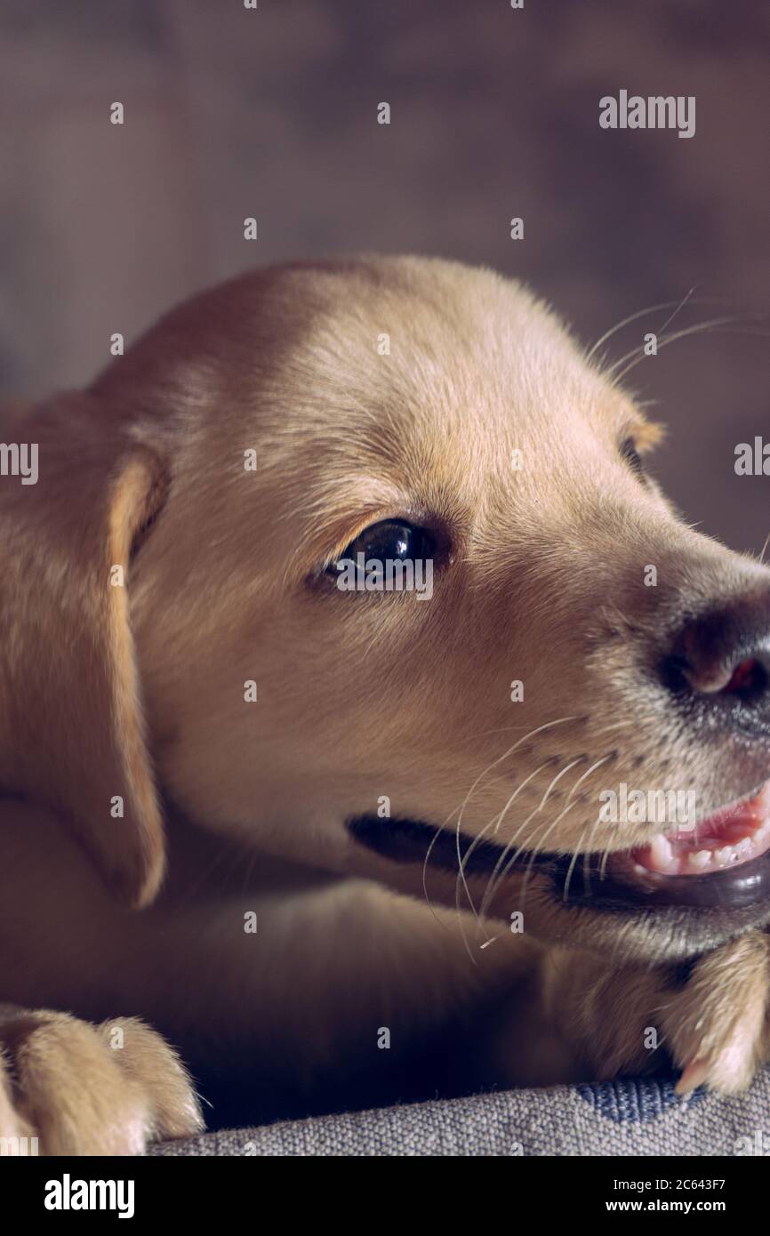 Adorabile cucciolo di golden retriever immagini e fotografie stock ad ...