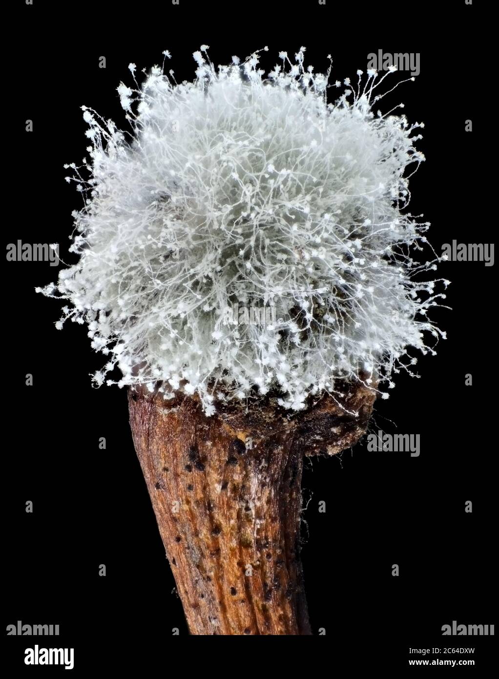 Ascomycota al microscopio immagini e fotografie stock ad alta ...