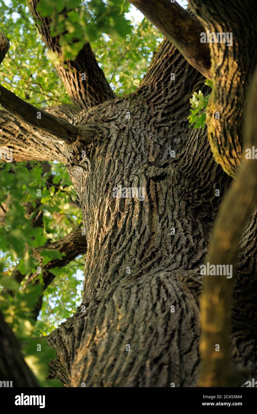 Tronco di un antico rovere sessile (Quercus petraea) nel Parco ...