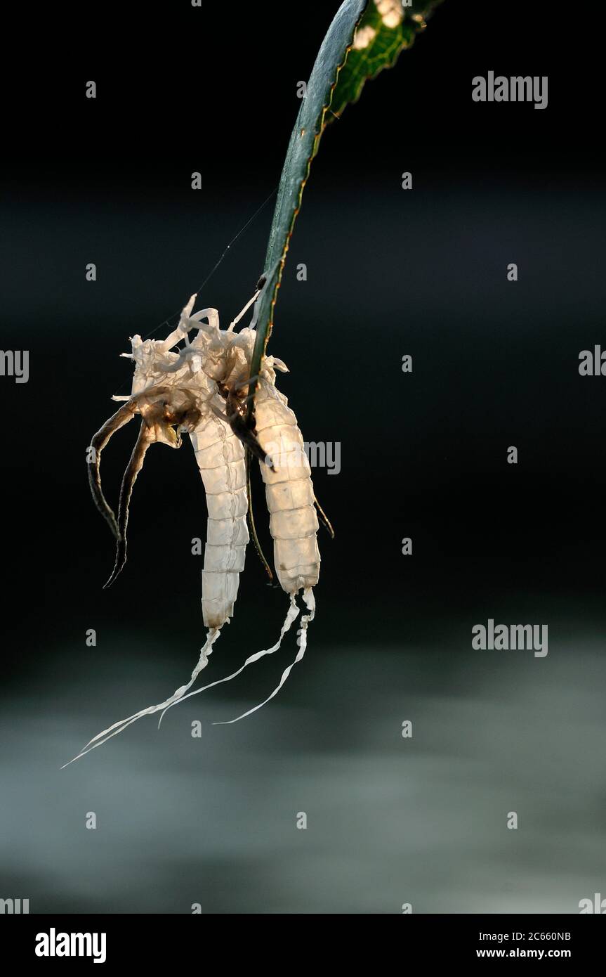 Insetti subadulti immagini e fotografie stock ad alta risoluzione - Alamy