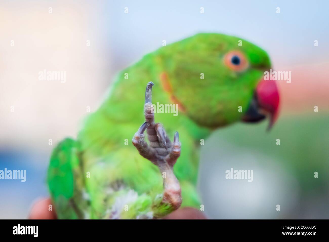 Dito medio immagini e fotografie stock ad alta risoluzione - Alamy