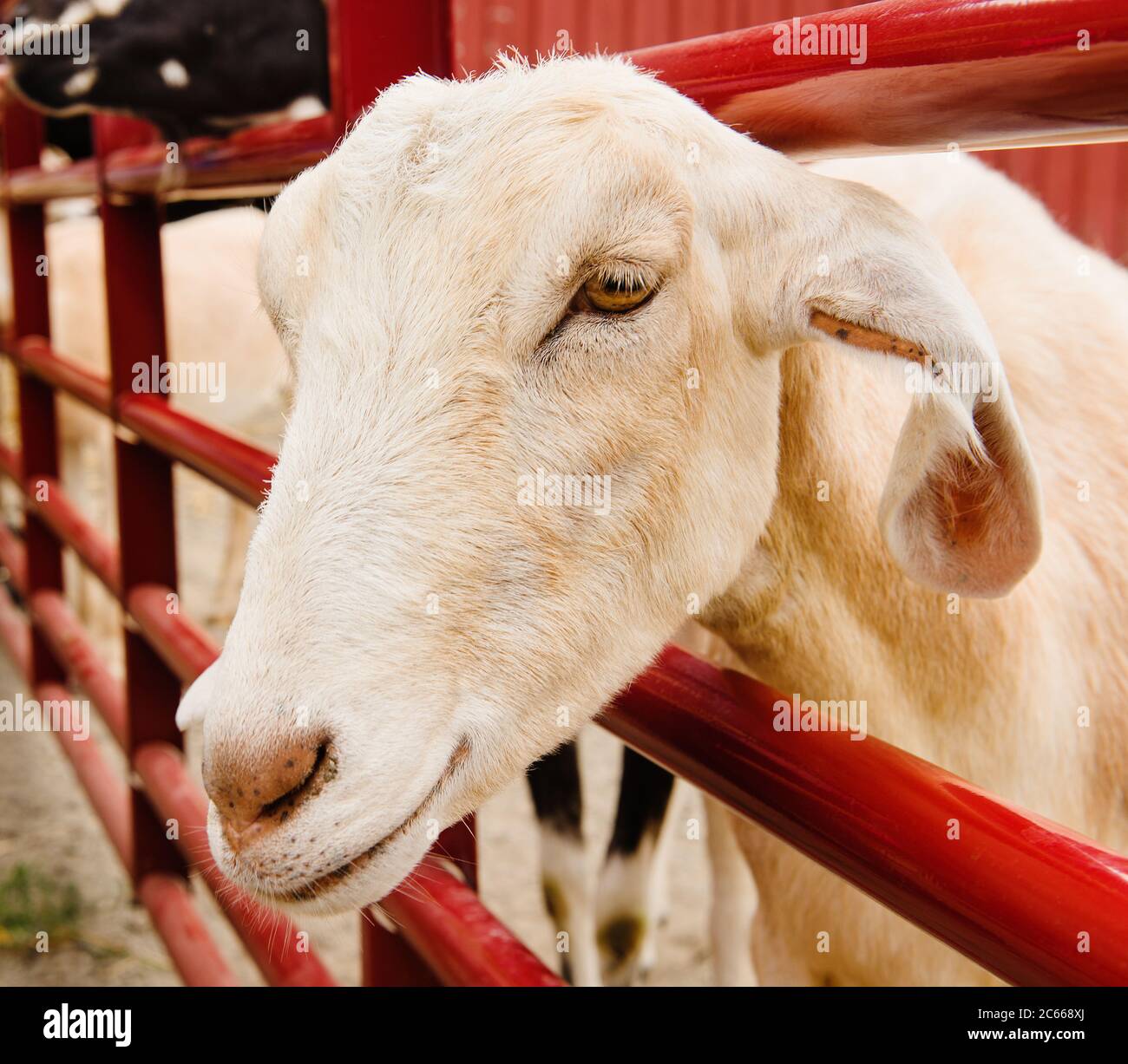 Capra nella stalla immagini e fotografie stock ad alta risoluzione - Alamy