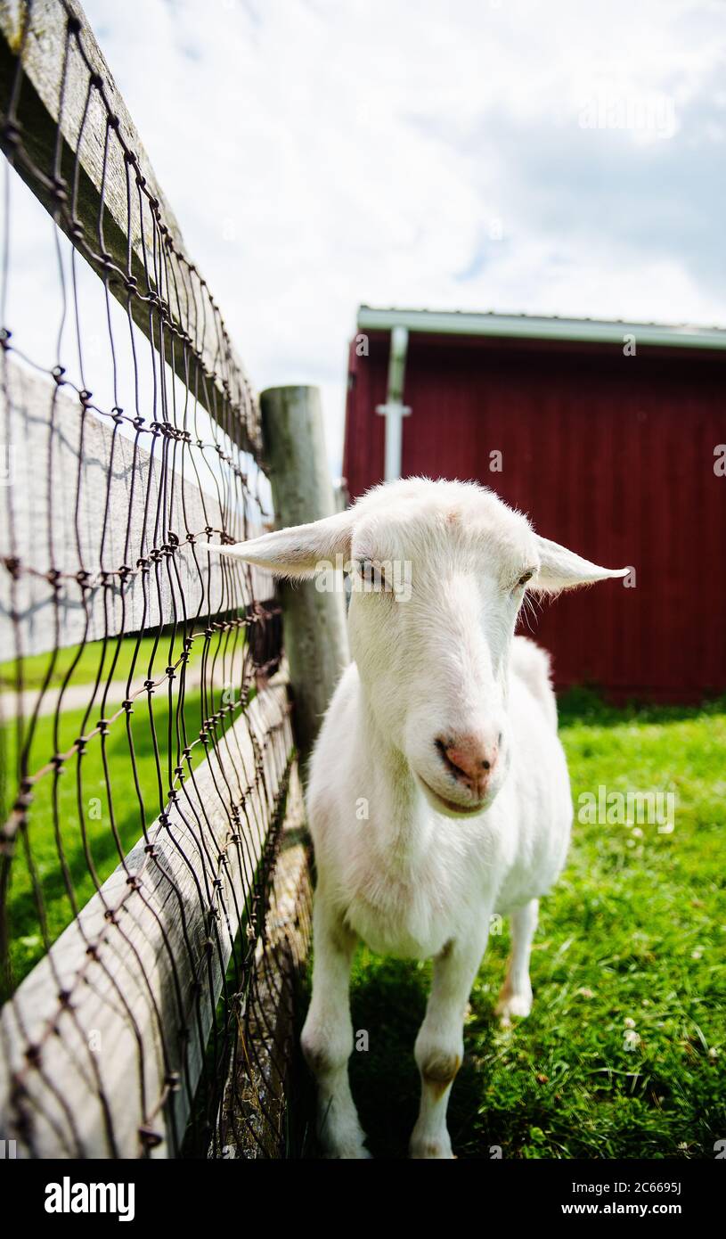 Capra nella stalla immagini e fotografie stock ad alta risoluzione - Alamy