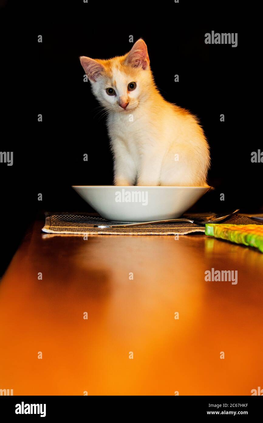 Gattino felix immagini e fotografie stock ad alta risoluzione - Alamy
