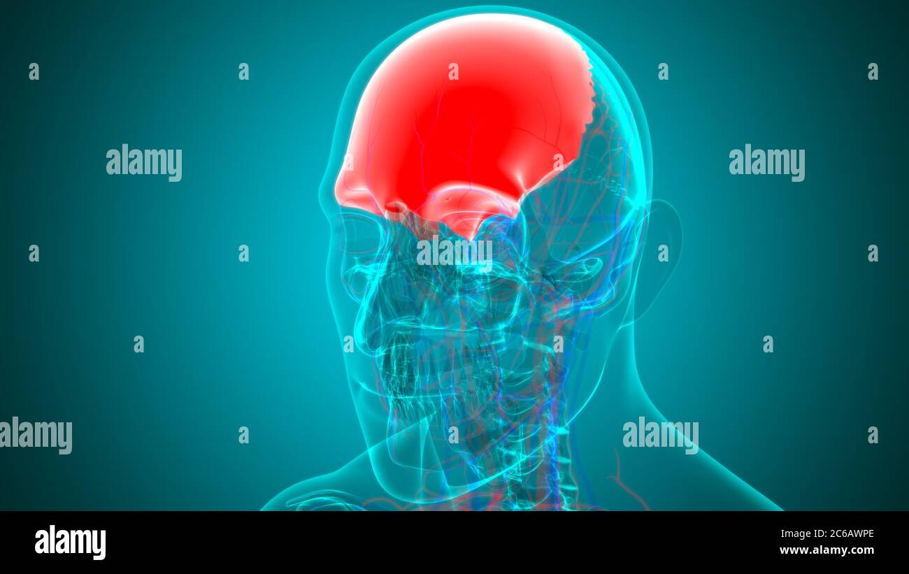 Anatomia ossea frontale del cranio dello scheletro umano per l ...