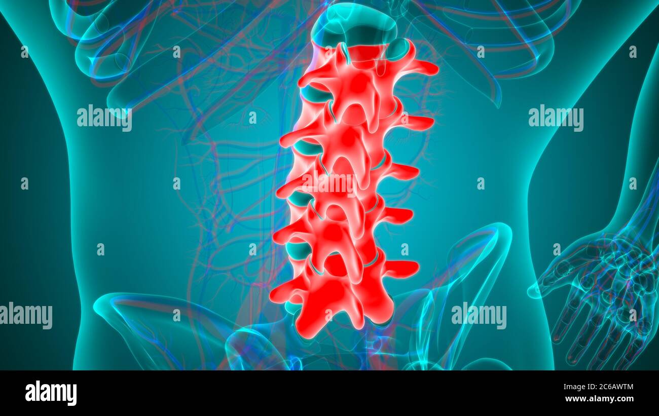 Colonna vertebrale scheletro umano vertebre lombare Anatomia 3D ...