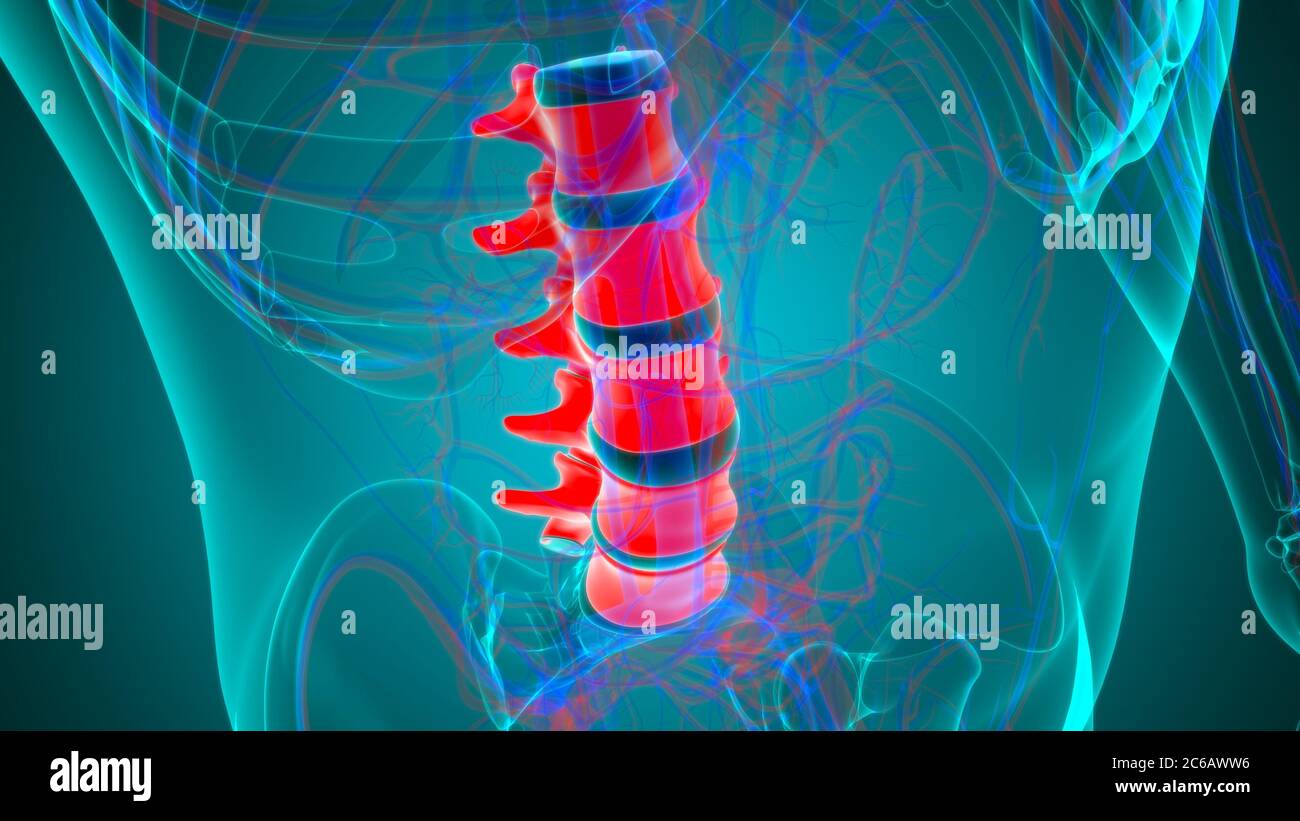 Colonna vertebrale scheletro umano vertebre lombare Anatomia 3D ...