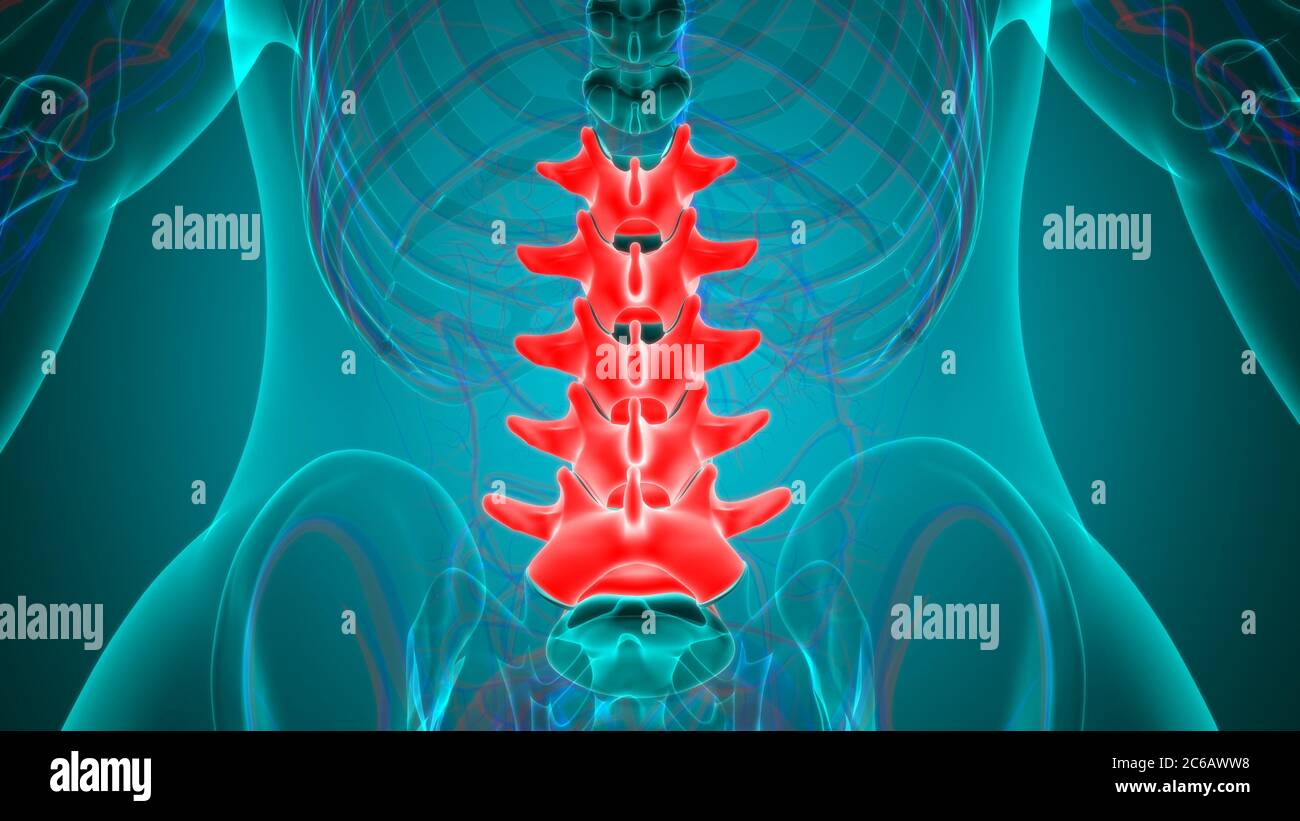 Colonna vertebrale scheletro umano vertebre lombare Anatomia 3D ...