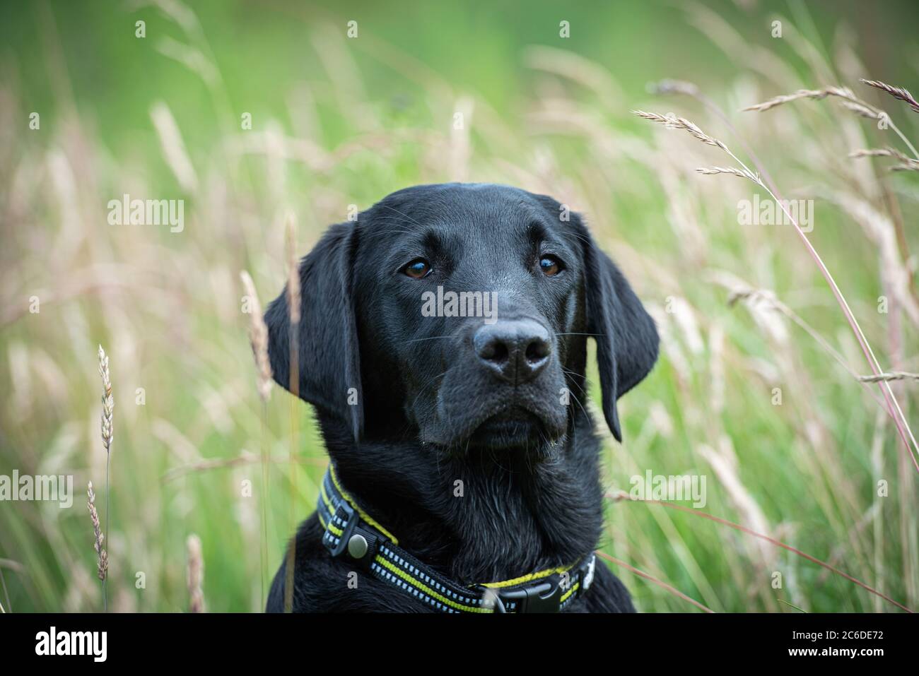 Cucciolo di labrador retriever nero immagini e fotografie stock ad alta ...