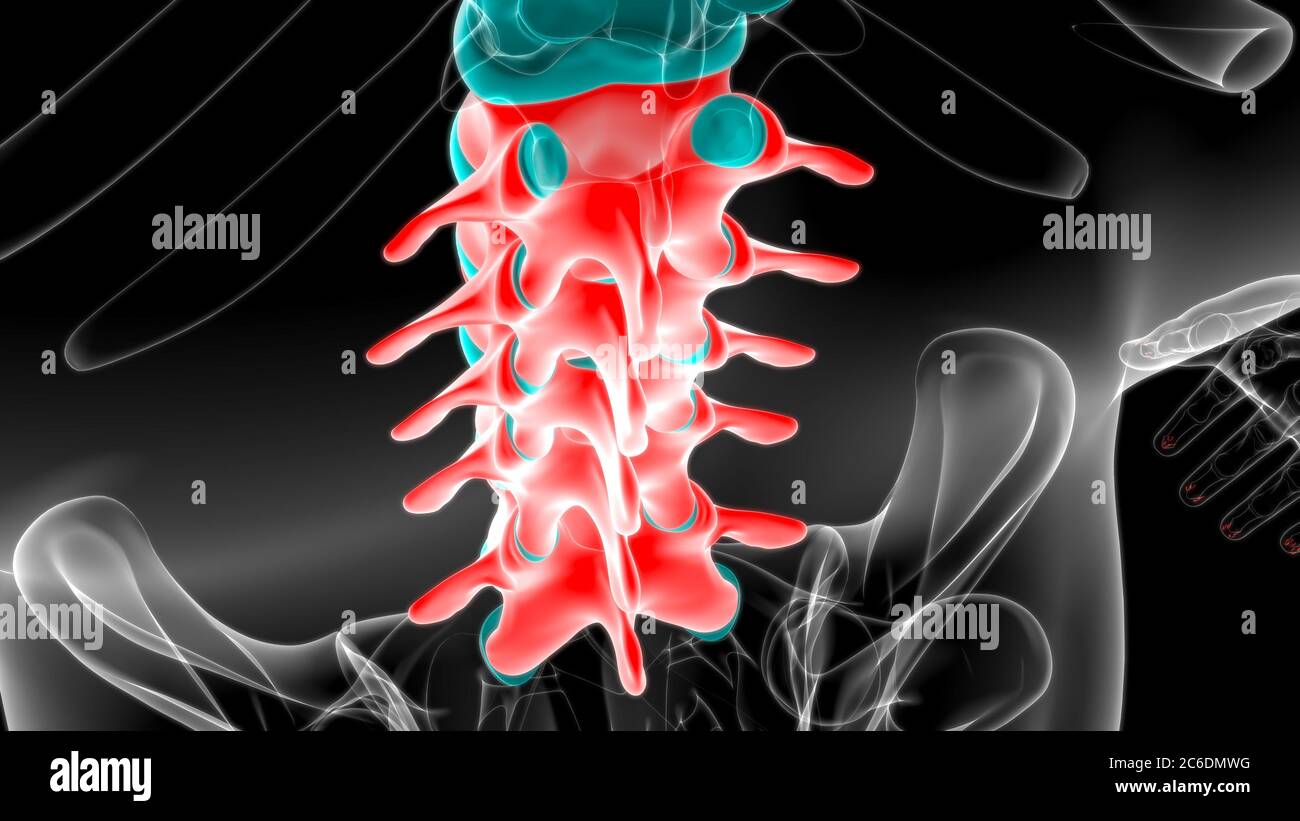 Colonna vertebrale scheletro umano vertebre lombare Anatomia 3D ...