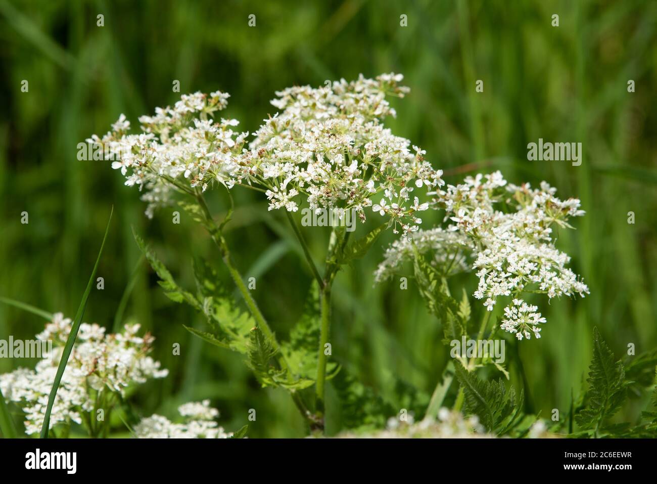 Pianta di anice immagini e fotografie stock ad alta risoluzione - Alamy