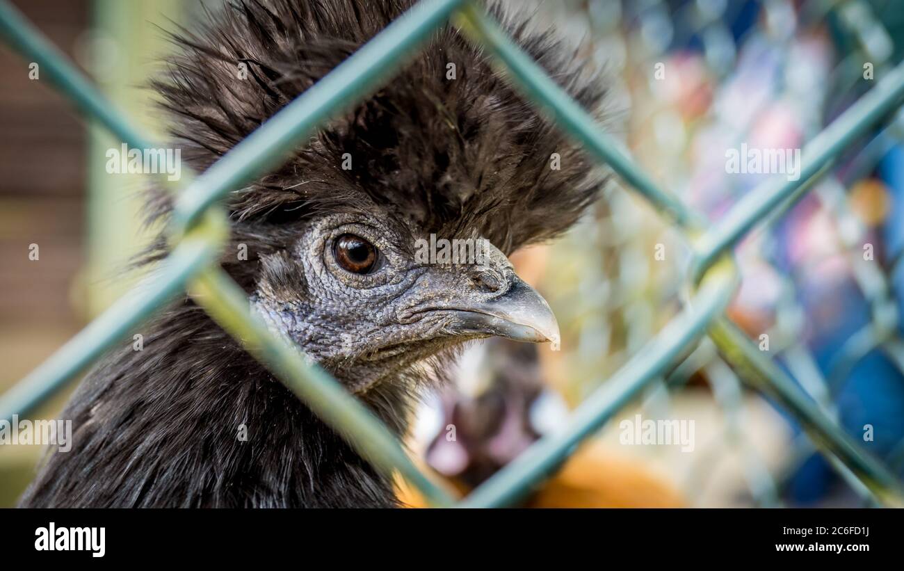 Gallina arrabbiata immagini e fotografie stock ad alta risoluzione - Alamy