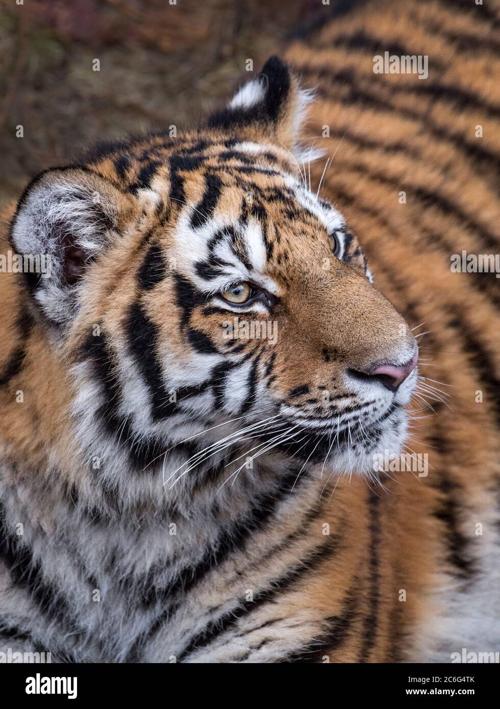 Siberian tiger profile immagini e fotografie stock ad alta risoluzione ...