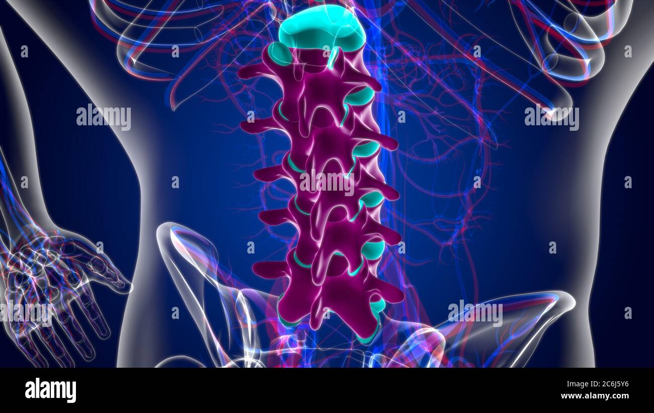 Colonna vertebrale scheletro umano vertebre lombare Anatomia 3D ...
