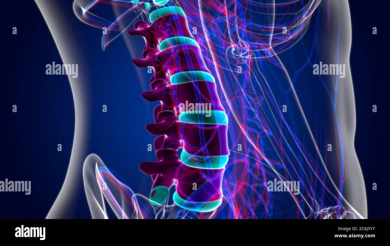 Colonna vertebrale scheletro umano vertebre lombare Anatomia 3D ...