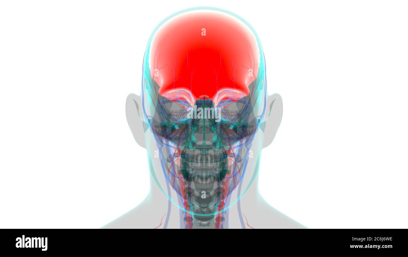 Anatomia ossea frontale del cranio dello scheletro umano per l ...