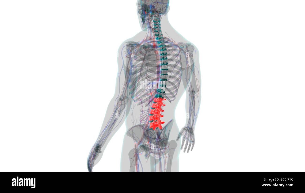 Colonna vertebrale scheletro umano vertebre lombare Anatomia 3D ...