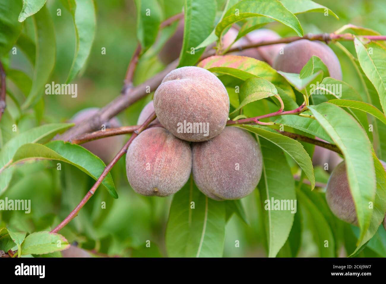 Prunus persica rosso vigna pesca immagini e fotografie stock ad alta ...