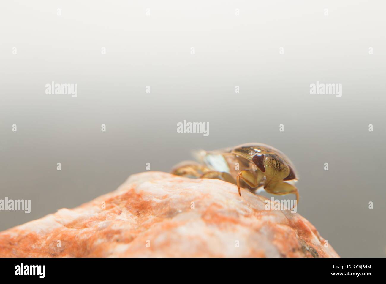 Ilyocoris cimicoides immagini e fotografie stock ad alta risoluzione ...