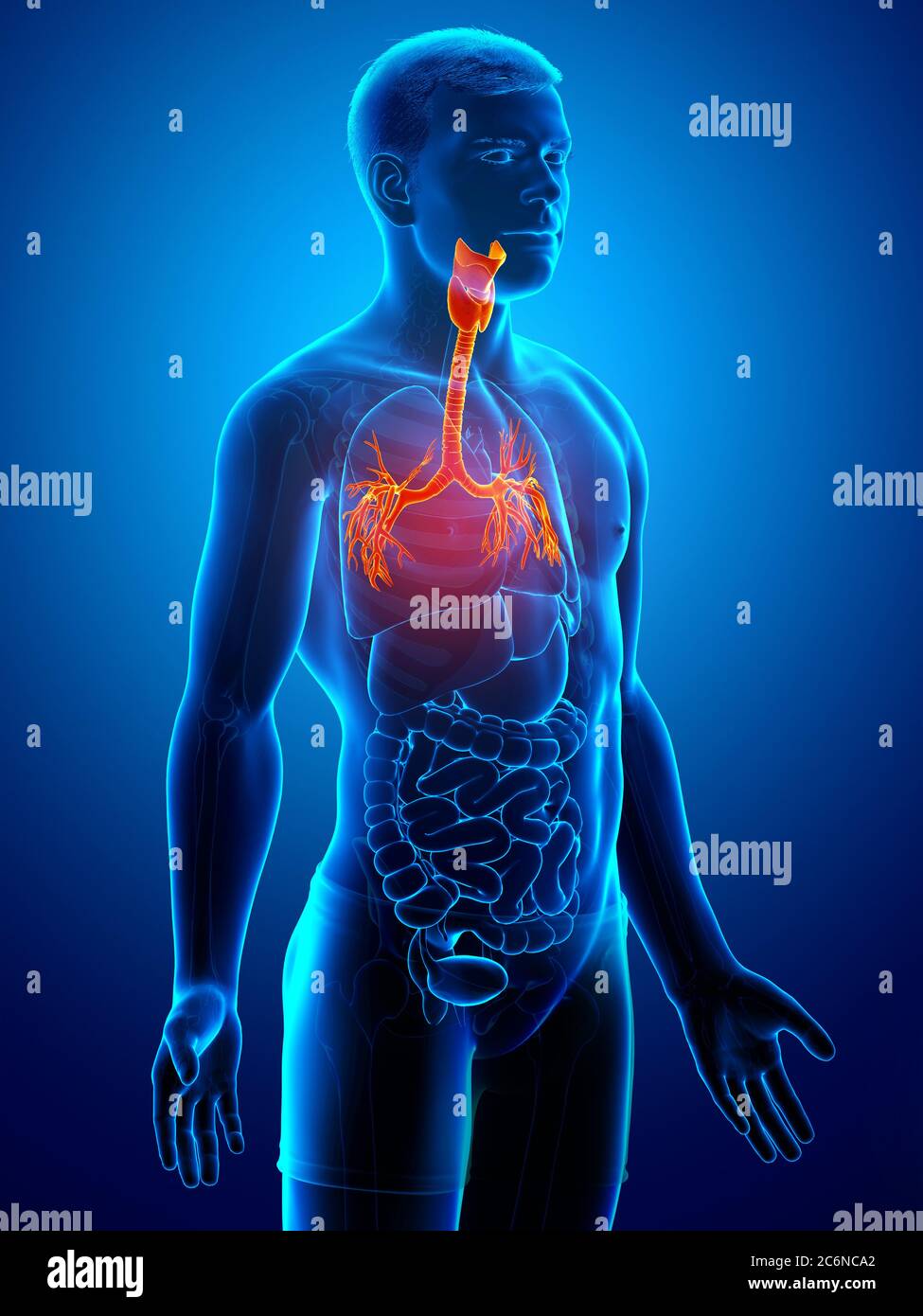 Laringe e trachea immagini e fotografie stock ad alta risoluzione - Alamy