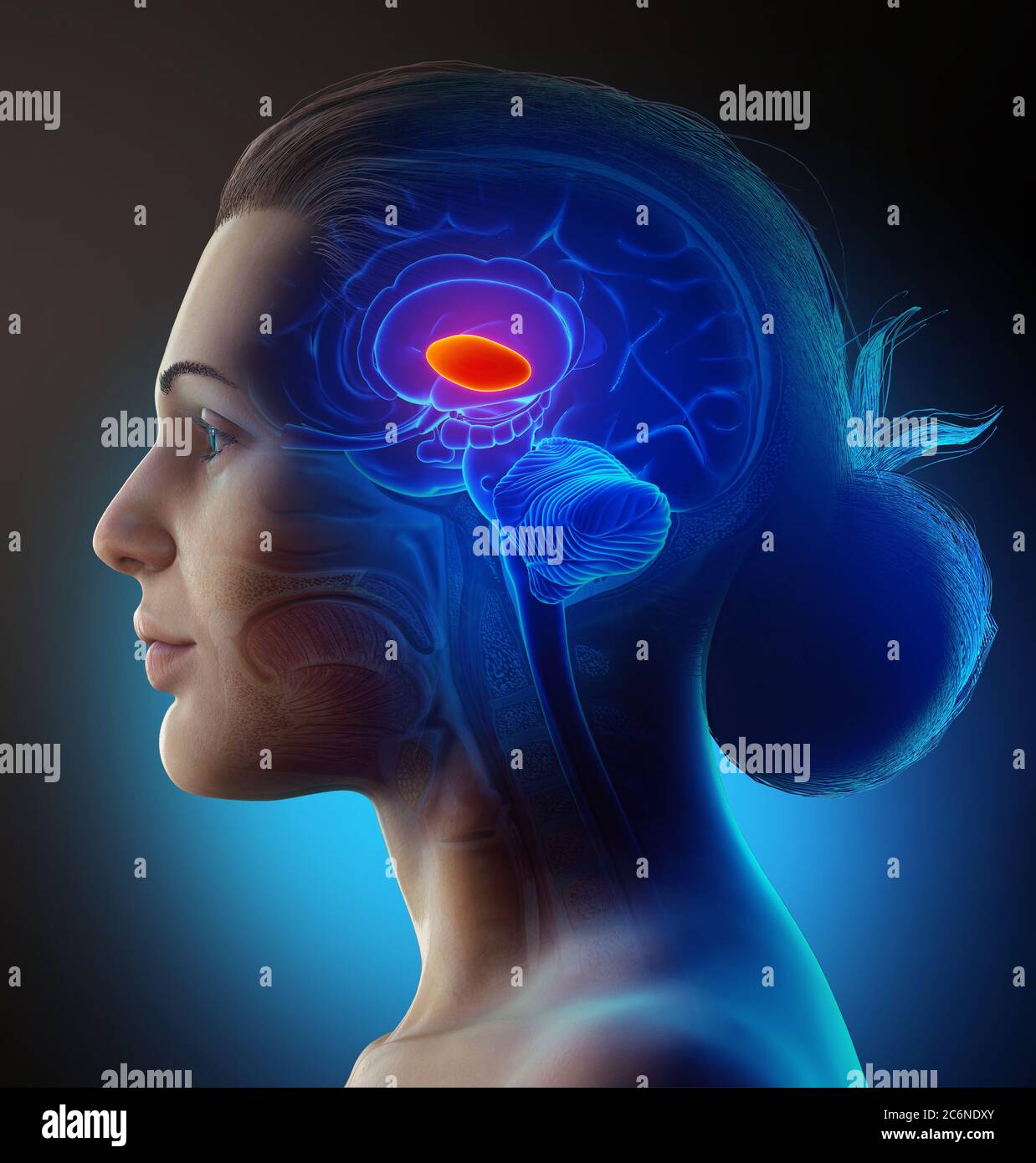 Talamo anatomia immagini e fotografie stock ad alta risoluzione - Alamy