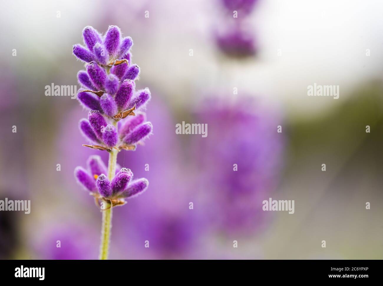 Lavender lavandula angustifolia immagini e fotografie stock ad alta ...