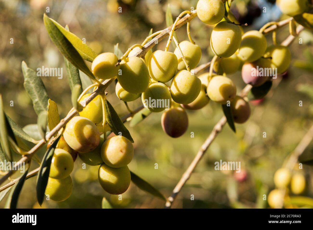 Ramoscello di ulivo immagini e fotografie stock ad alta risoluzione - Alamy