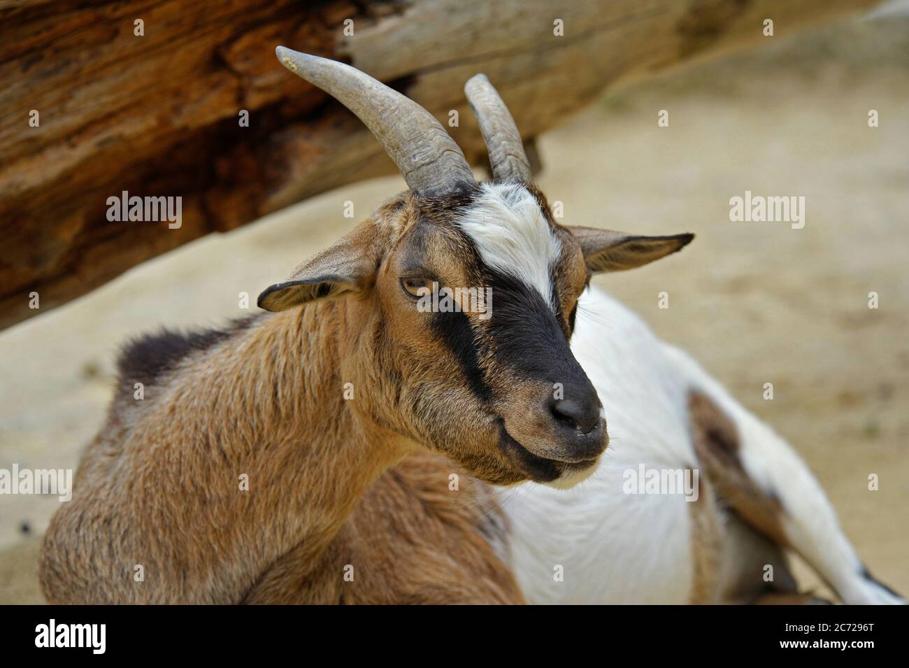 Capra dalle lunghe orecchie immagini e fotografie stock ad alta ...