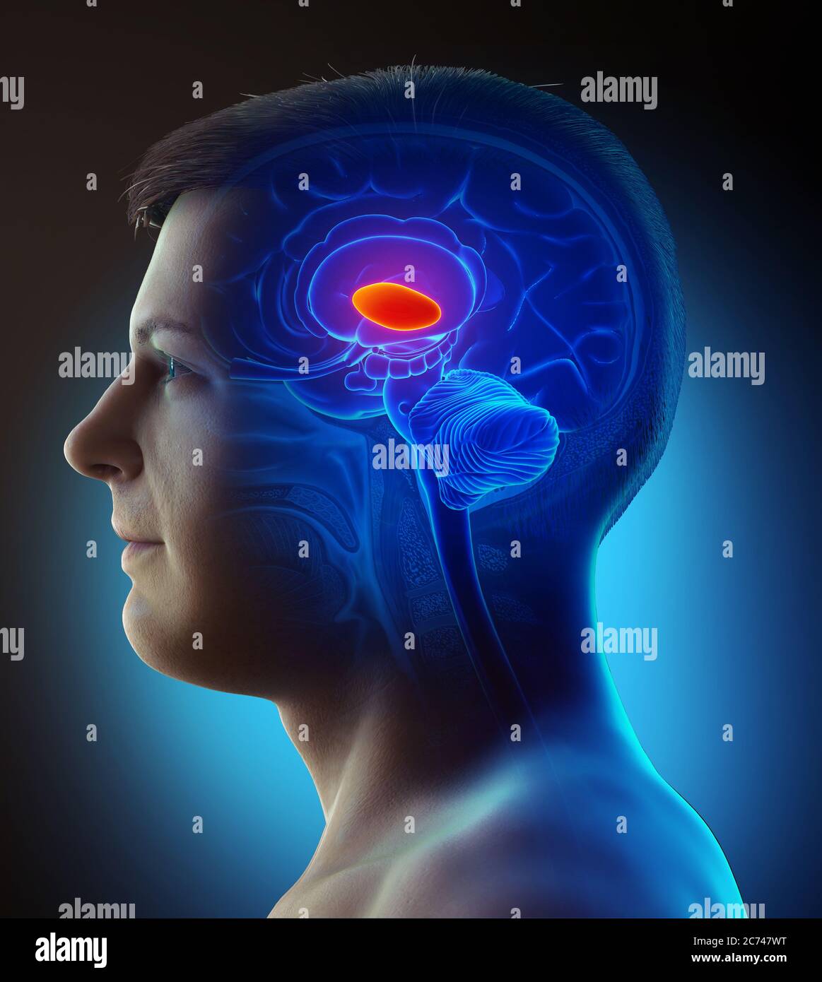 Talamo anatomia immagini e fotografie stock ad alta risoluzione - Alamy