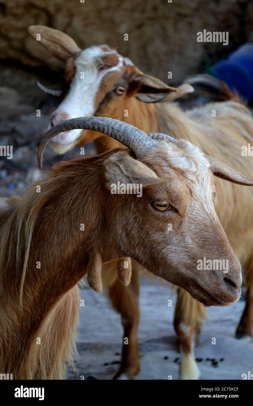 Capre marroni immagini e fotografie stock ad alta risoluzione - Alamy