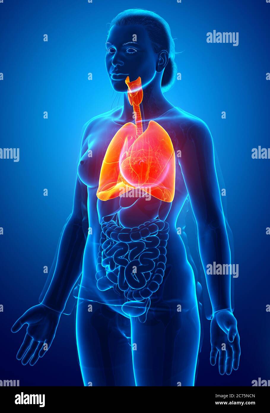 Anatomia del polmone femminile immagini e fotografie stock ad alta risoluzione - Alamy