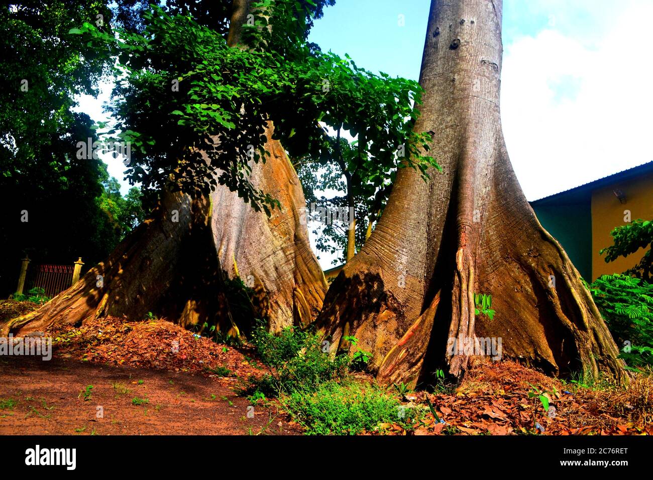 Alti alberi tropicali immagini e fotografie stock ad alta risoluzione ...
