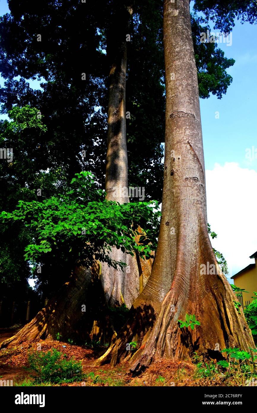 Alti alberi tropicali immagini e fotografie stock ad alta risoluzione ...