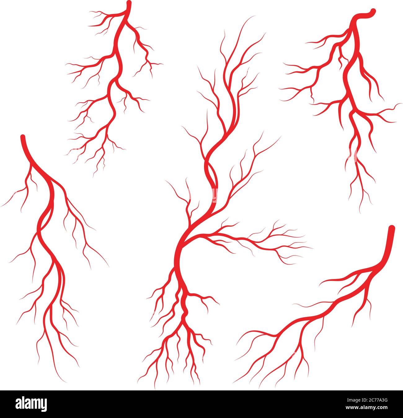 Arteries veins immagini e fotografie stock ad alta risoluzione - Alamy
