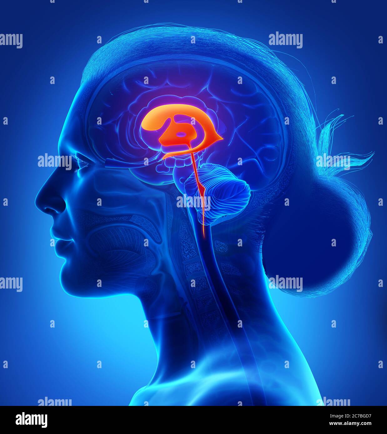 Amigdala anatomia immagini e fotografie stock ad alta risoluzione - Alamy