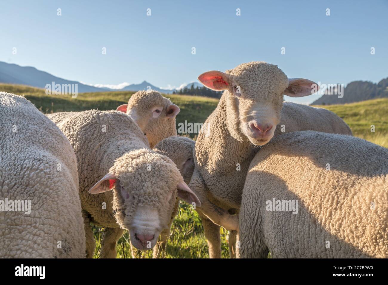 Animali curiosi immagini e fotografie stock ad alta risoluzione - Alamy