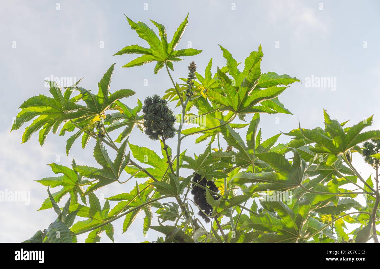 Pianta di ricino (Ricinus communis L.). Popolarmente conosciuta come ...