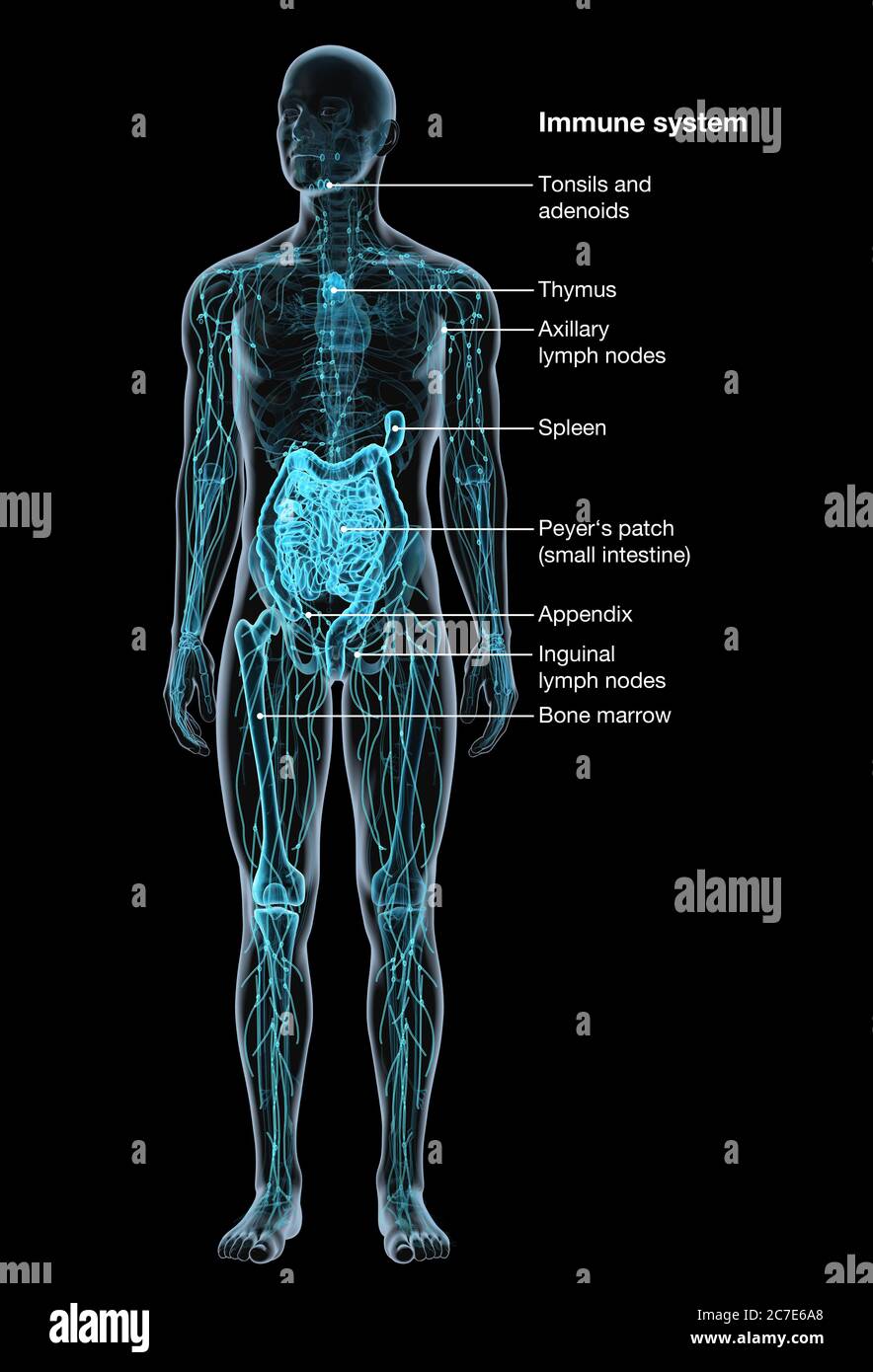 Anatomia inguinale immagini e fotografie stock ad alta risoluzione - Alamy