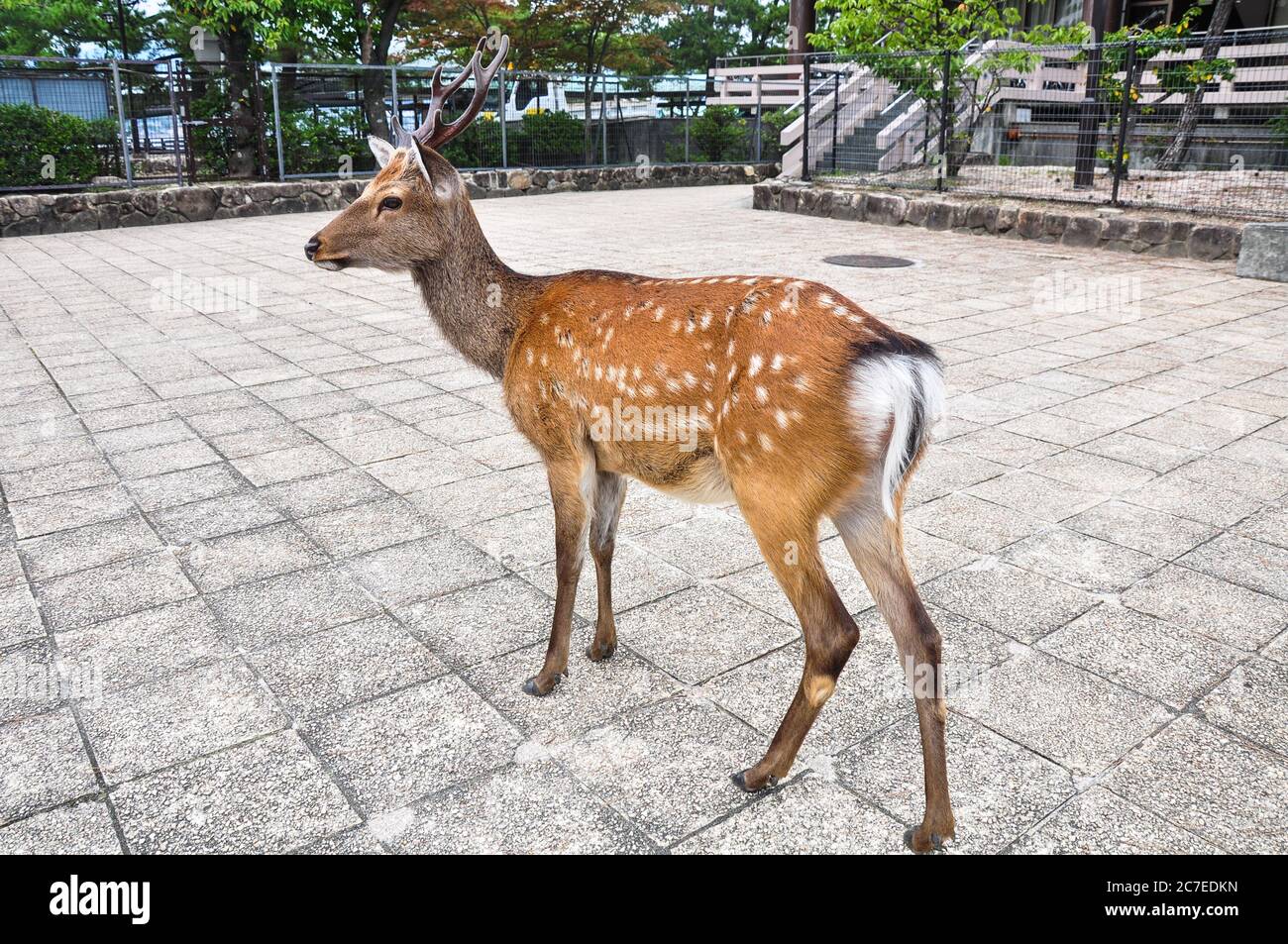 Sika cervo miyajima immagini e fotografie stock ad alta risoluzione - Alamy