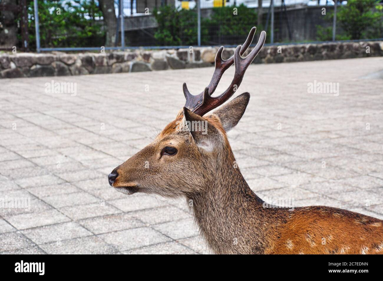 Sika cervo miyajima immagini e fotografie stock ad alta risoluzione - Alamy