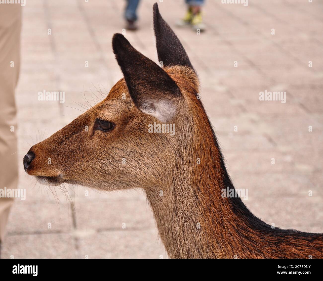 Sika cervo miyajima immagini e fotografie stock ad alta risoluzione - Alamy