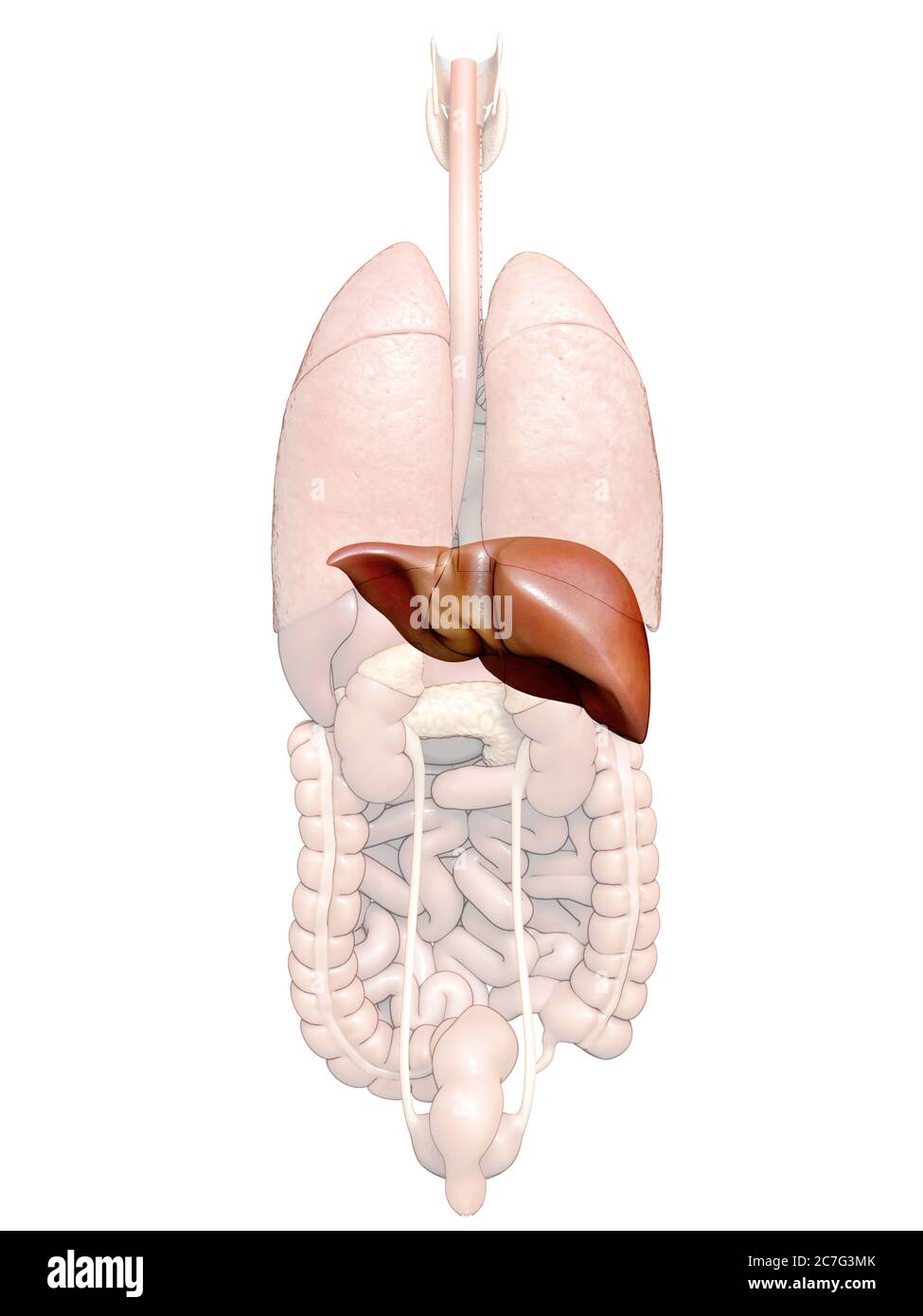 3d addome anatomico addominale immagini e fotografie stock ad alta ...