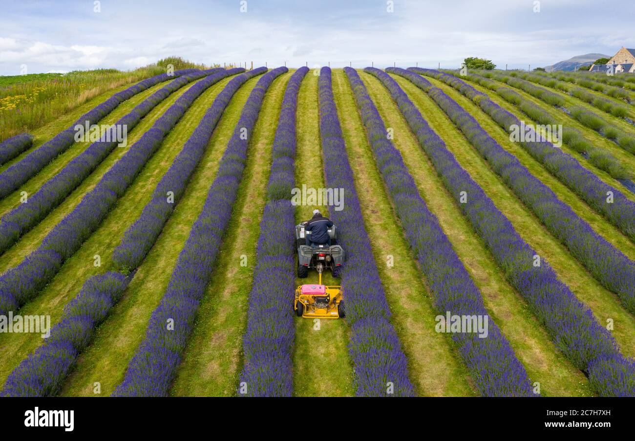 Lavanda folgate immagini e fotografie stock ad alta risoluzione - Alamy
