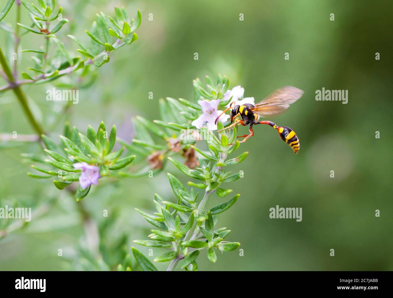 Vespa vasaio nera e gialla immagini e fotografie stock ad alta ...