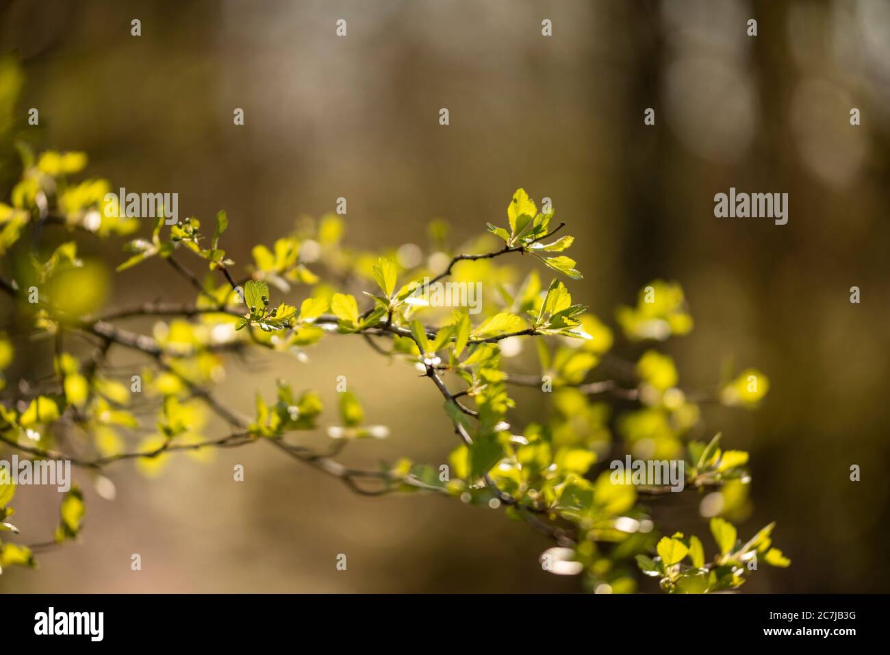 Ramo albero con foglie immagini e fotografie stock ad alta risoluzione ...