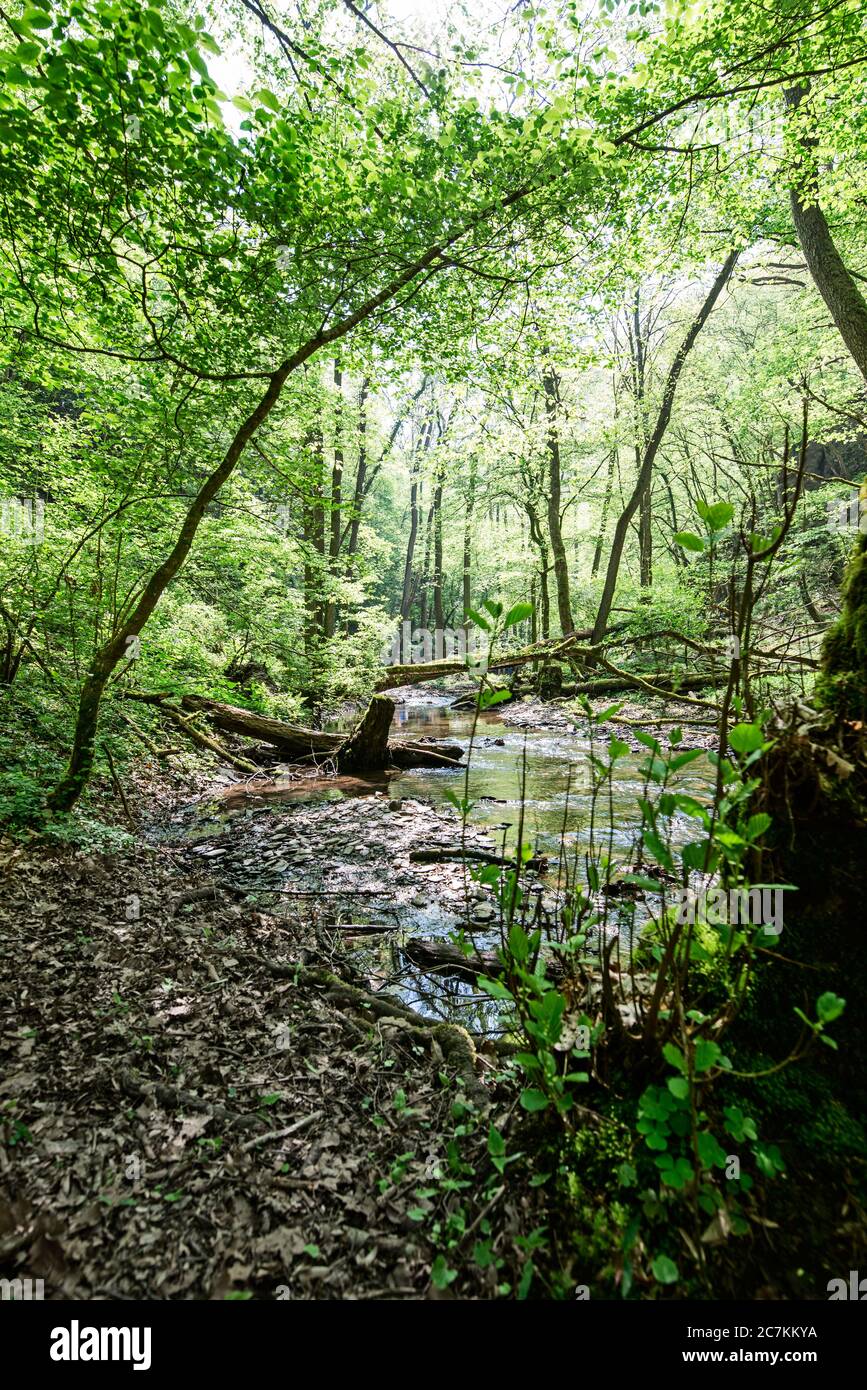Il sentiero escursionistico si snoda tra gli alberi immagini e ...
