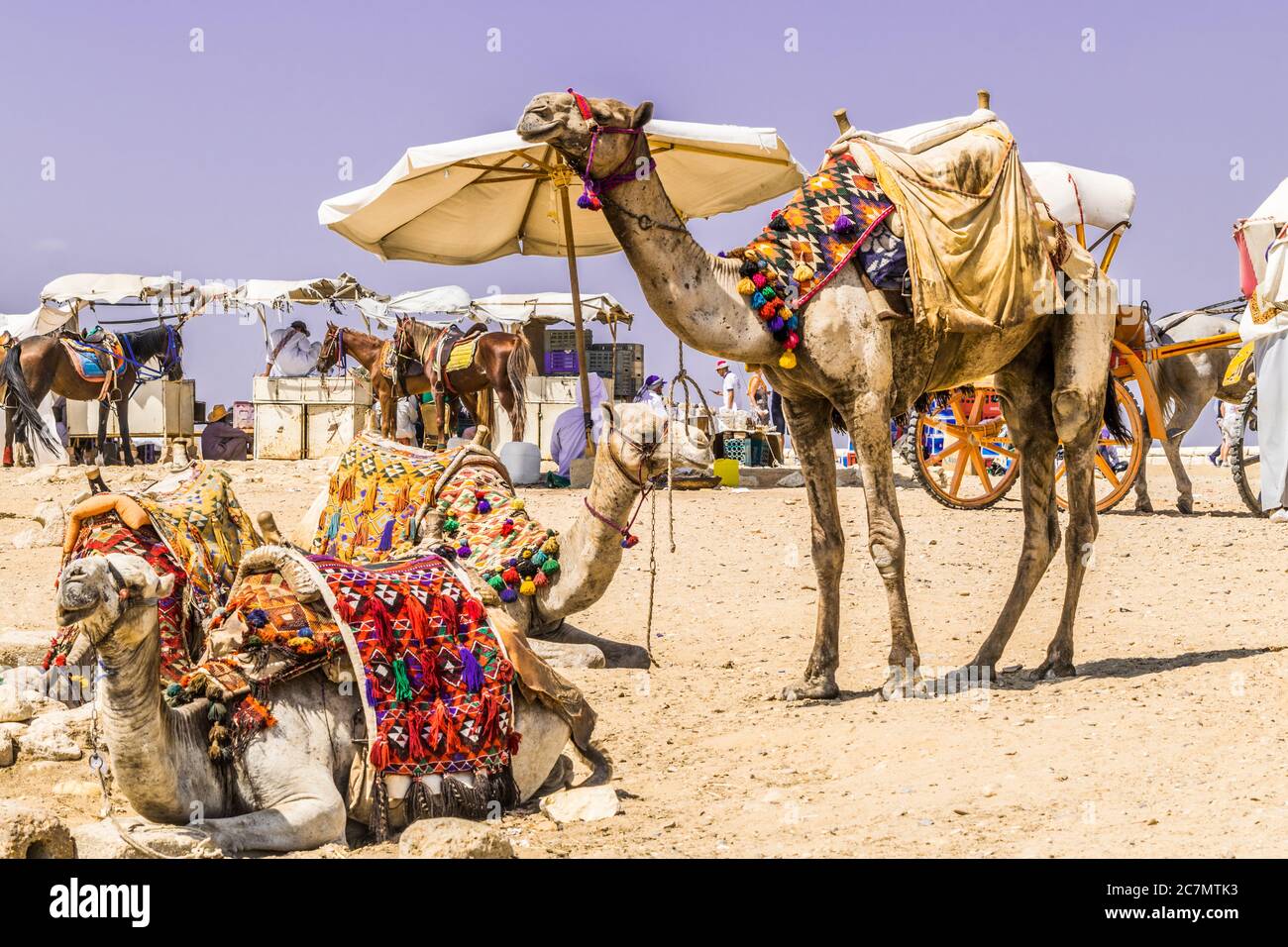 Cammello trek nel deserto immagini e fotografie stock ad alta ...