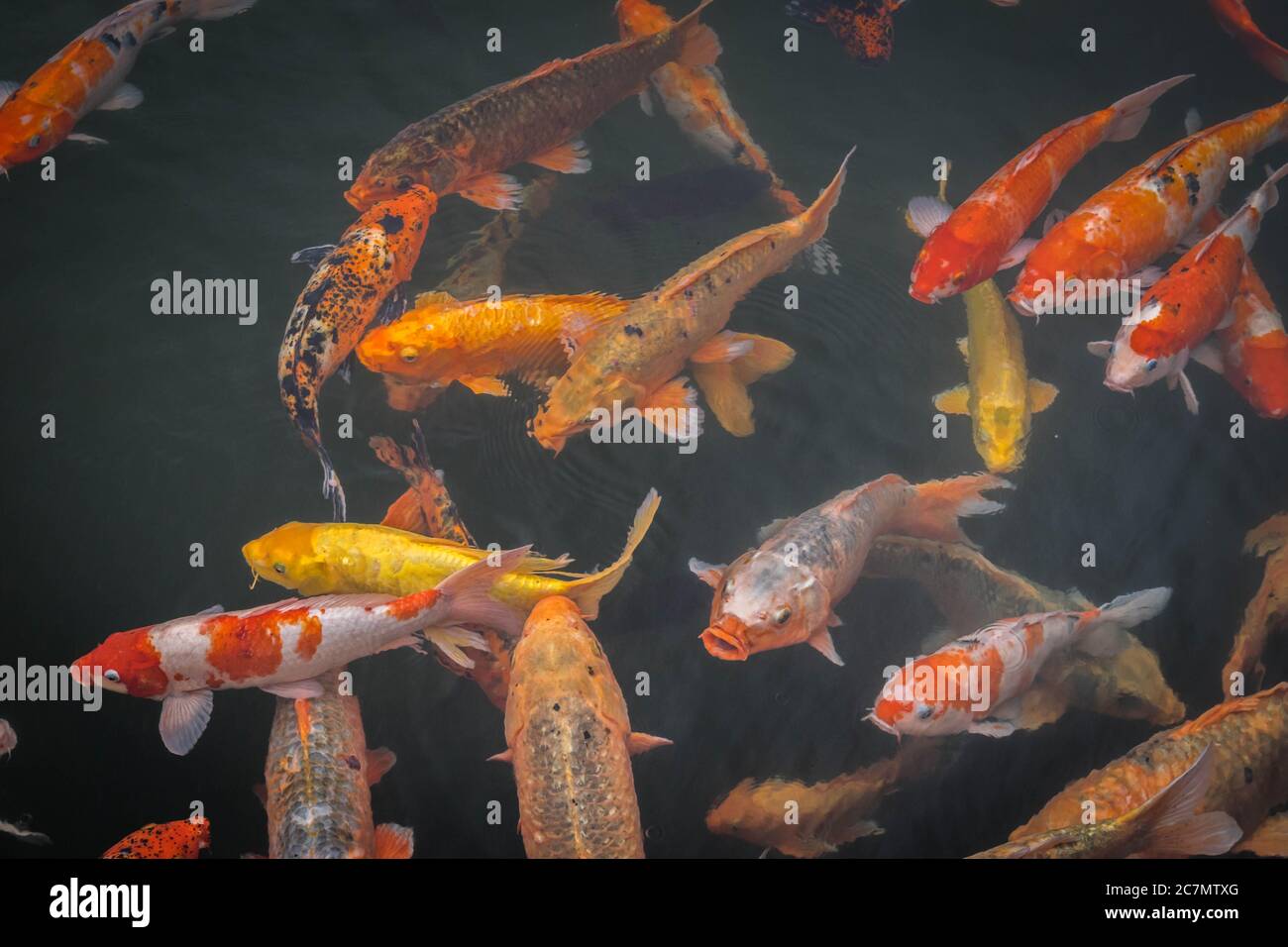 Carpa bianca e nera immagini e fotografie stock ad alta risoluzione - Alamy