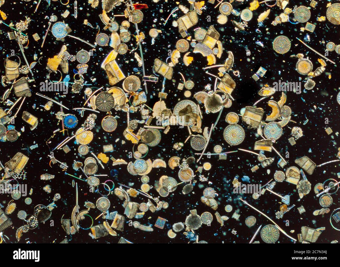 Microfotografia di diatomee fossili immagini e fotografie stock ad alta ...