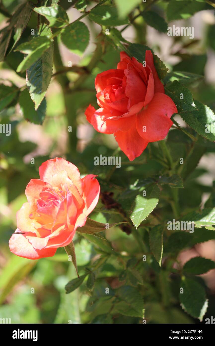 Rose di pesca immagini e fotografie stock ad alta risoluzione - Alamy